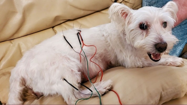 Acupuncture - B'ahava Veterinary Health & Wellbeing